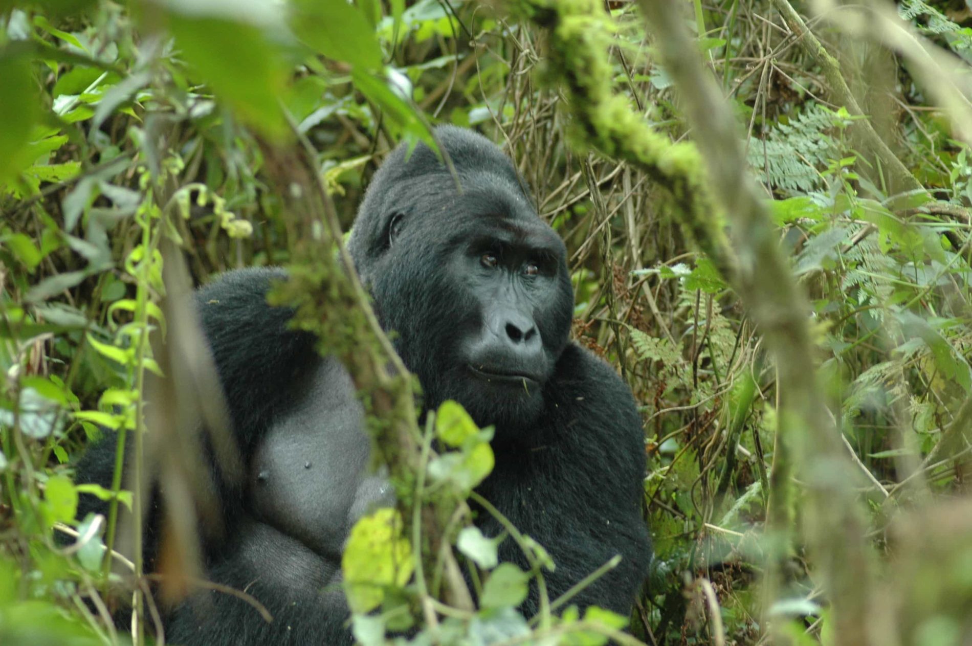 11 Days Wild Uganda Safari Explorer Tour | African Vacation Packages